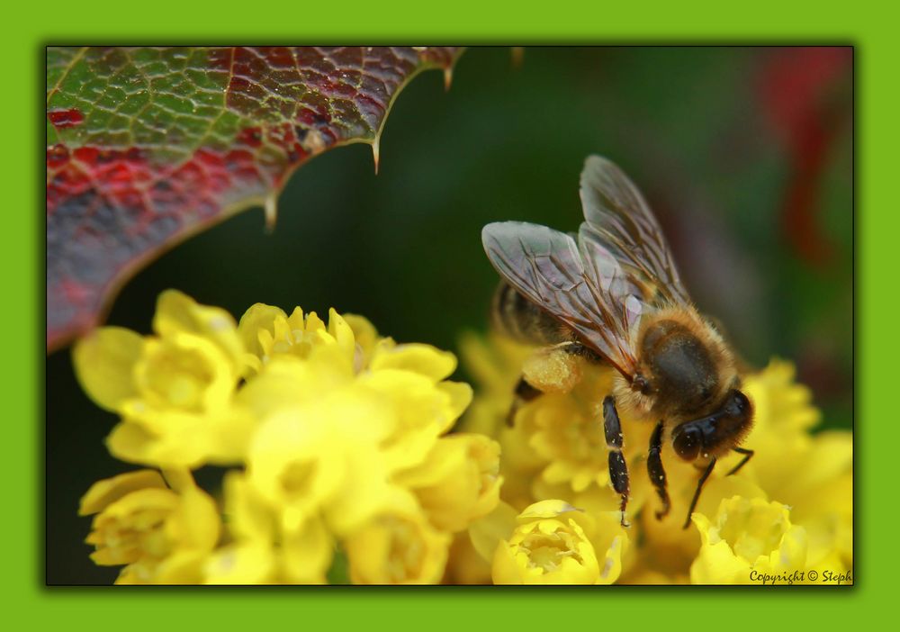 Butinage photo et image | macro nature, macro insectes, les butineuses ...