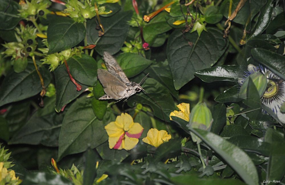 Butine Heure ... photo et image | nature, animaux, papillon Images ...