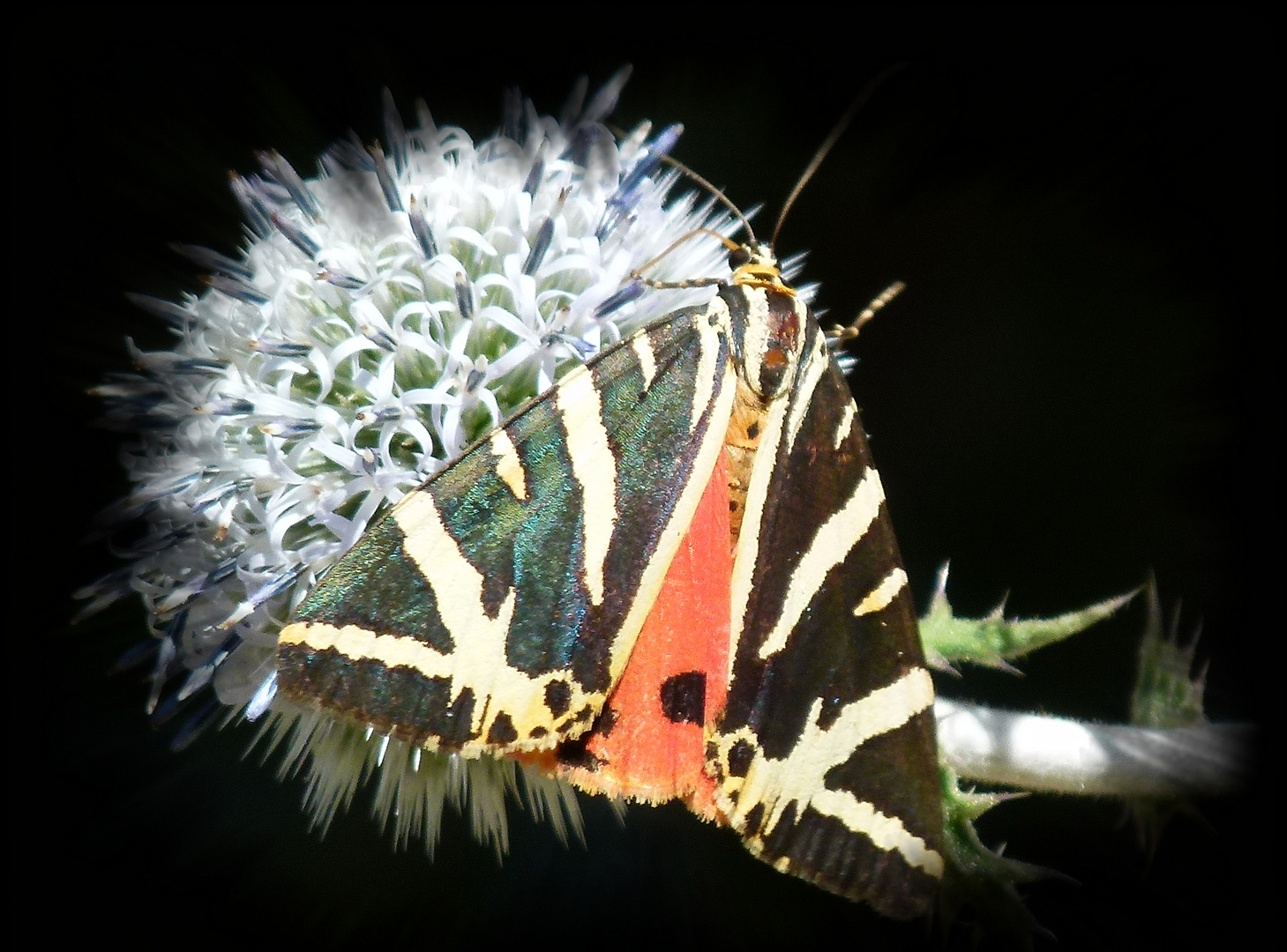 * butiner * photo et image | macro nature, macro insectes, papillons ...