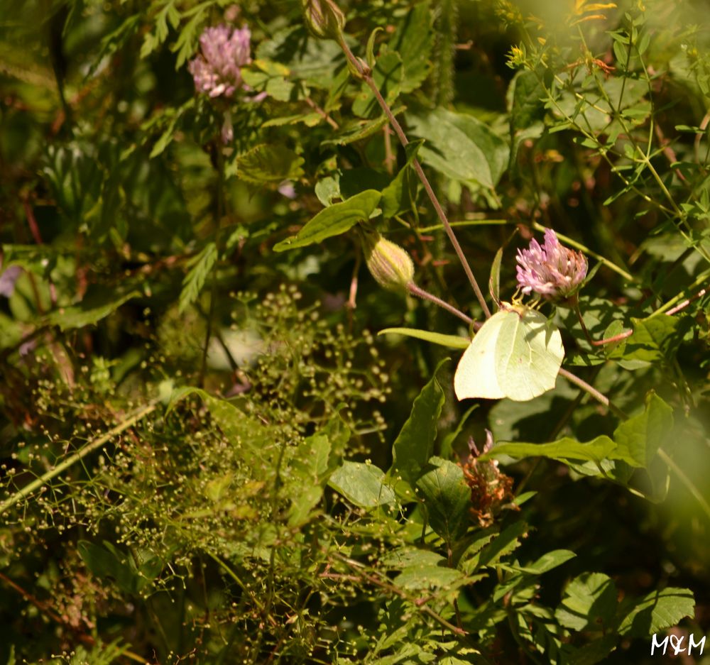 Butiner photo et image | animaux, animaux sauvages, nature Images ...