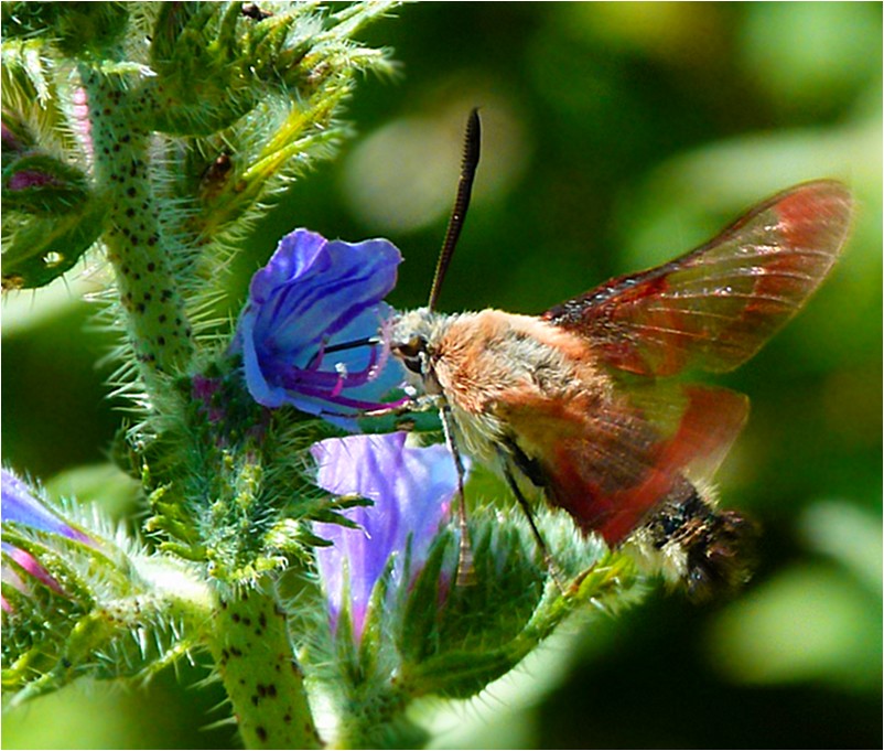 *butiner* photo et image | macro nature, macro insectes, les butineuses ...