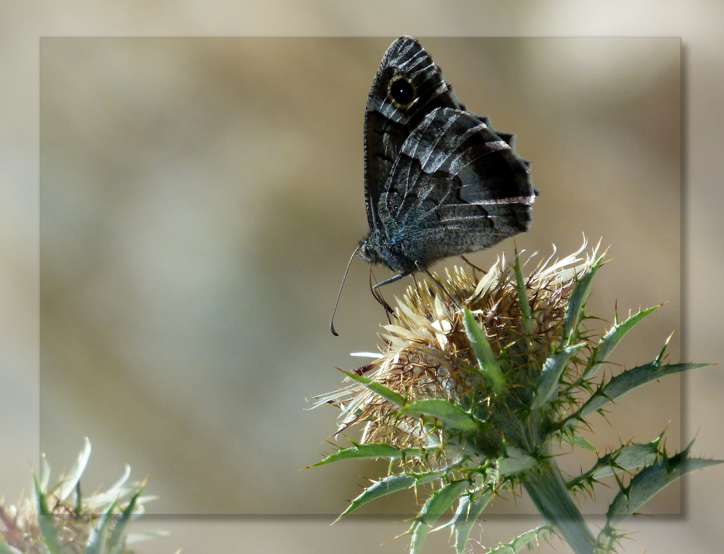 *butiner* photo et image | nature, macro, fleurs Images fotocommunity