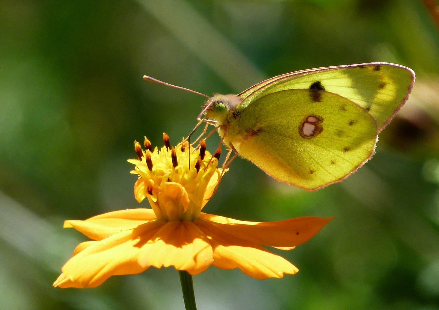 * butiner * photo et image | nature, macro, fleurs Images fotocommunity