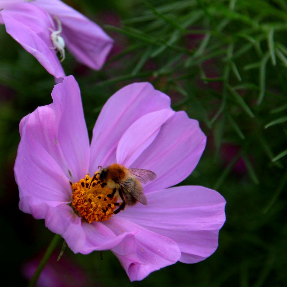 butiner en douceur photo et image | macro nature, macro insectes, les ...