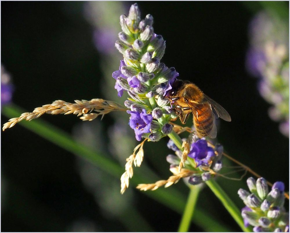 Butineuse photo et image | macro nature, macro insectes, les saisons ...