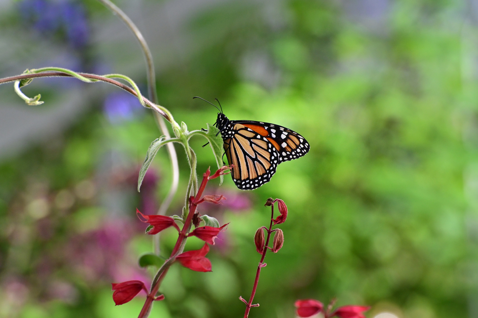 Butterfly III Foto & Bild | natur, farben, zoo Bilder auf fotocommunity