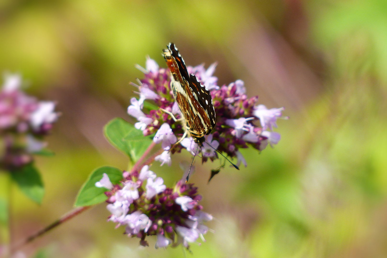 Butterfly with folded wings photo & image | nature, animals, wildlife ...
