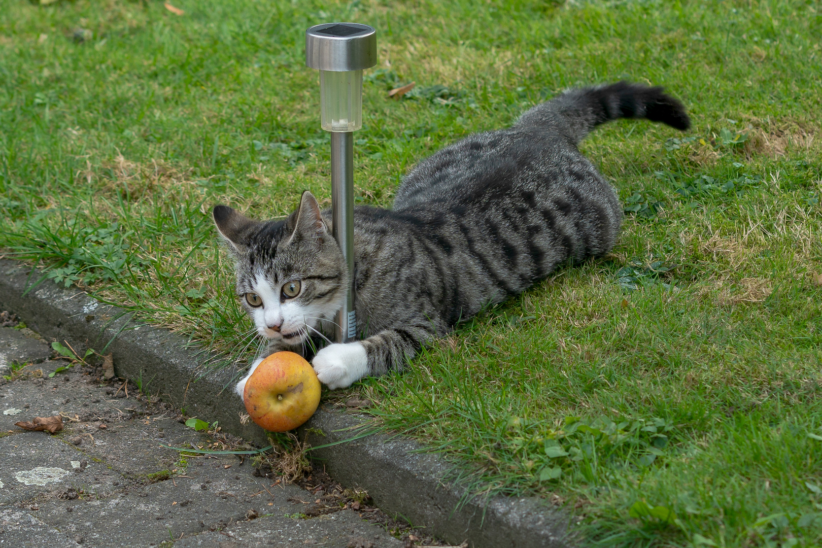 Buu, grad noch erwischt ! Foto & Bild | monatswettbewerbe spezial, 2019 ...