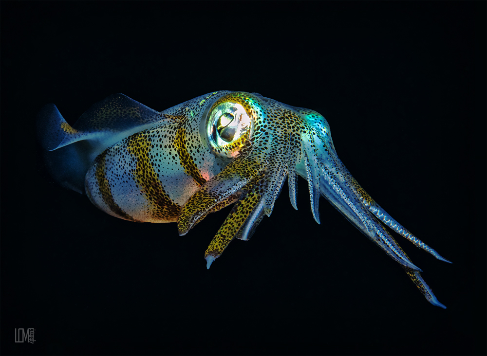 BWD Sepie Foto & Bild | world, nacht, natur Bilder auf fotocommunity