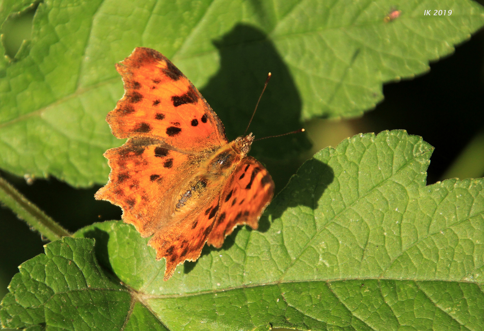 C-Falter....... Foto & Bild | tiere, wildlife, schmetterlinge Bilder ...