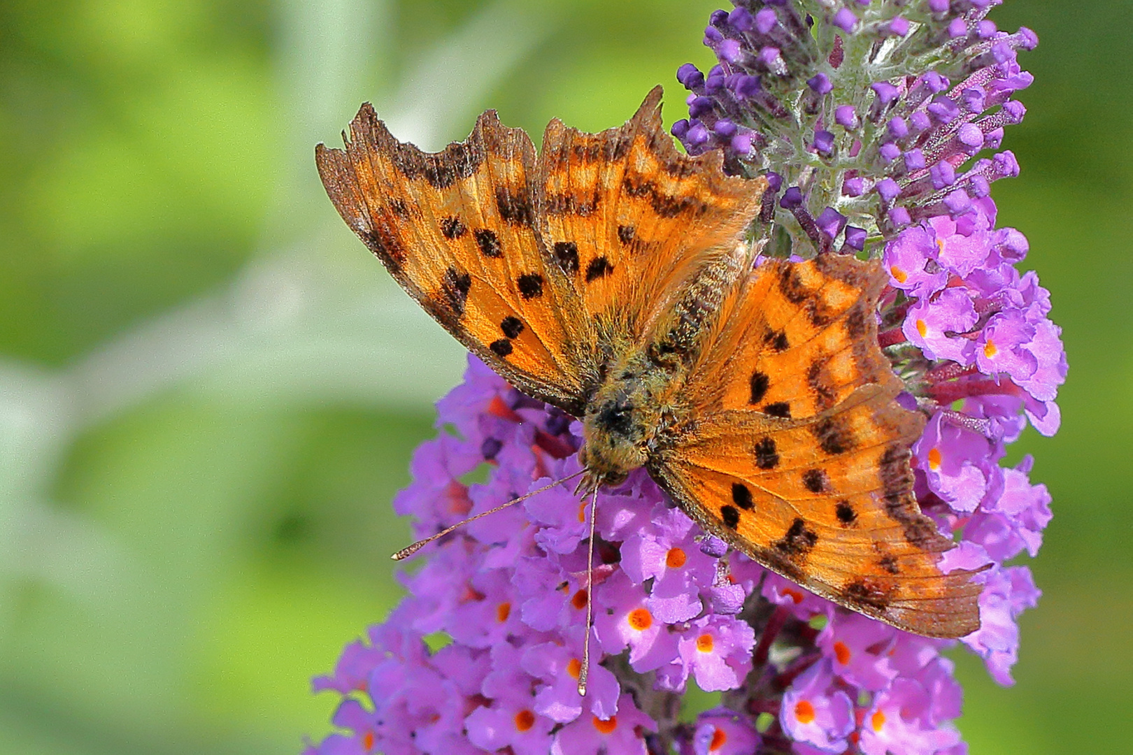 C-Falter Foto & Bild | tiere, wildlife, schmetterlinge Bilder auf ...