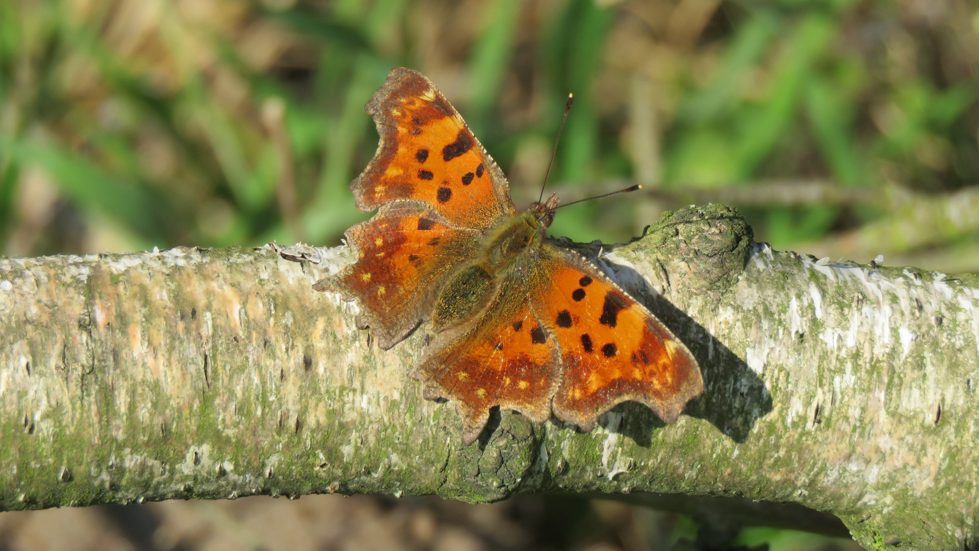 C- Falter... Foto & Bild | tiere, wildlife, schmetterlinge Bilder auf ...