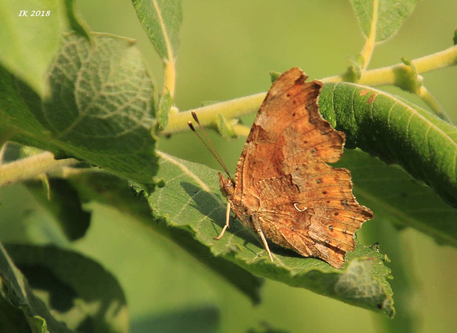 C-Falter Foto & Bild | tiere, wildlife, schmetterlinge Bilder auf ...