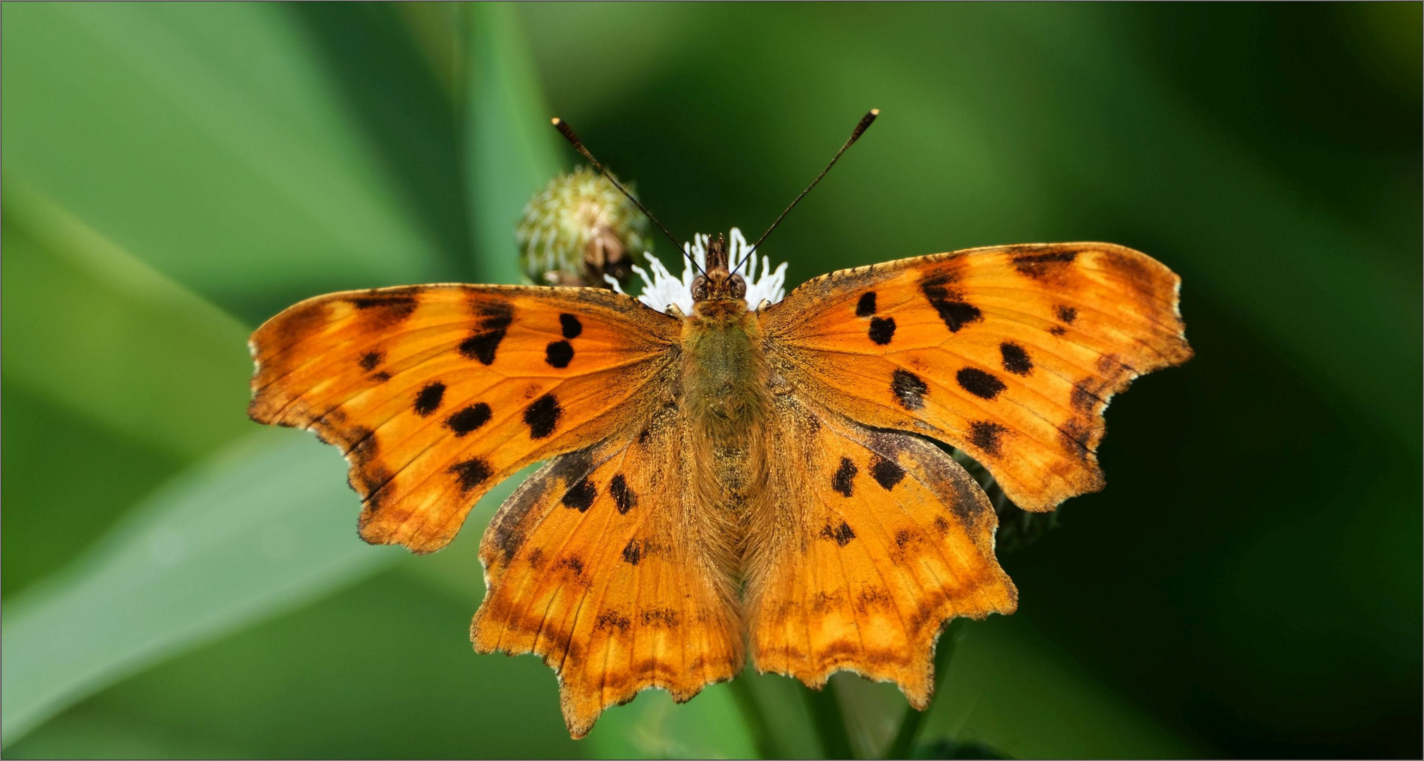 C-Falter Foto & Bild | tiere, wildlife, schmetterlinge Bilder auf ...