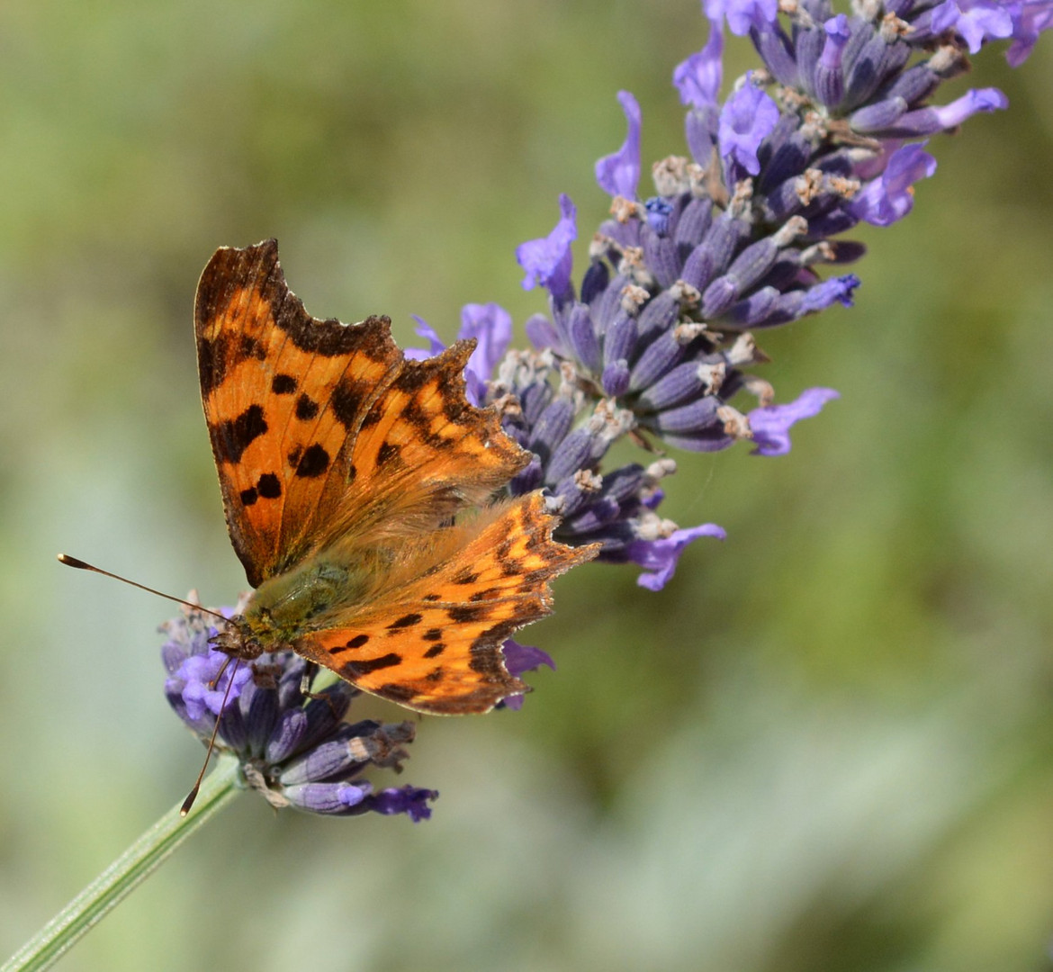 c falter Foto & Bild | tiere, wildlife, schmetterlinge Bilder auf ...