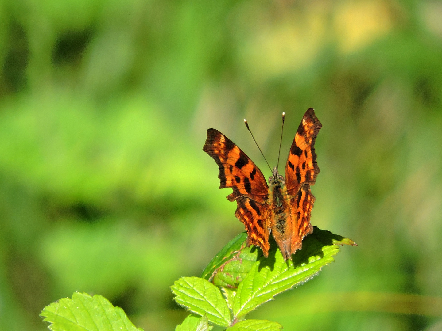 C-Falter Foto & Bild | natur, schmetterling, insekten Bilder auf ...