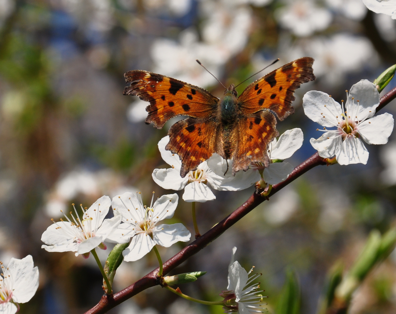 C-Falter Foto & Bild | fotos, natur, insekten Bilder auf fotocommunity