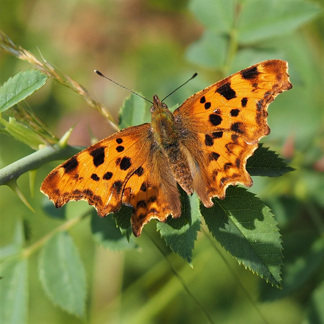 C- Falter Foto & Bild | makro, natur, nahaufnahme Bilder auf fotocommunity