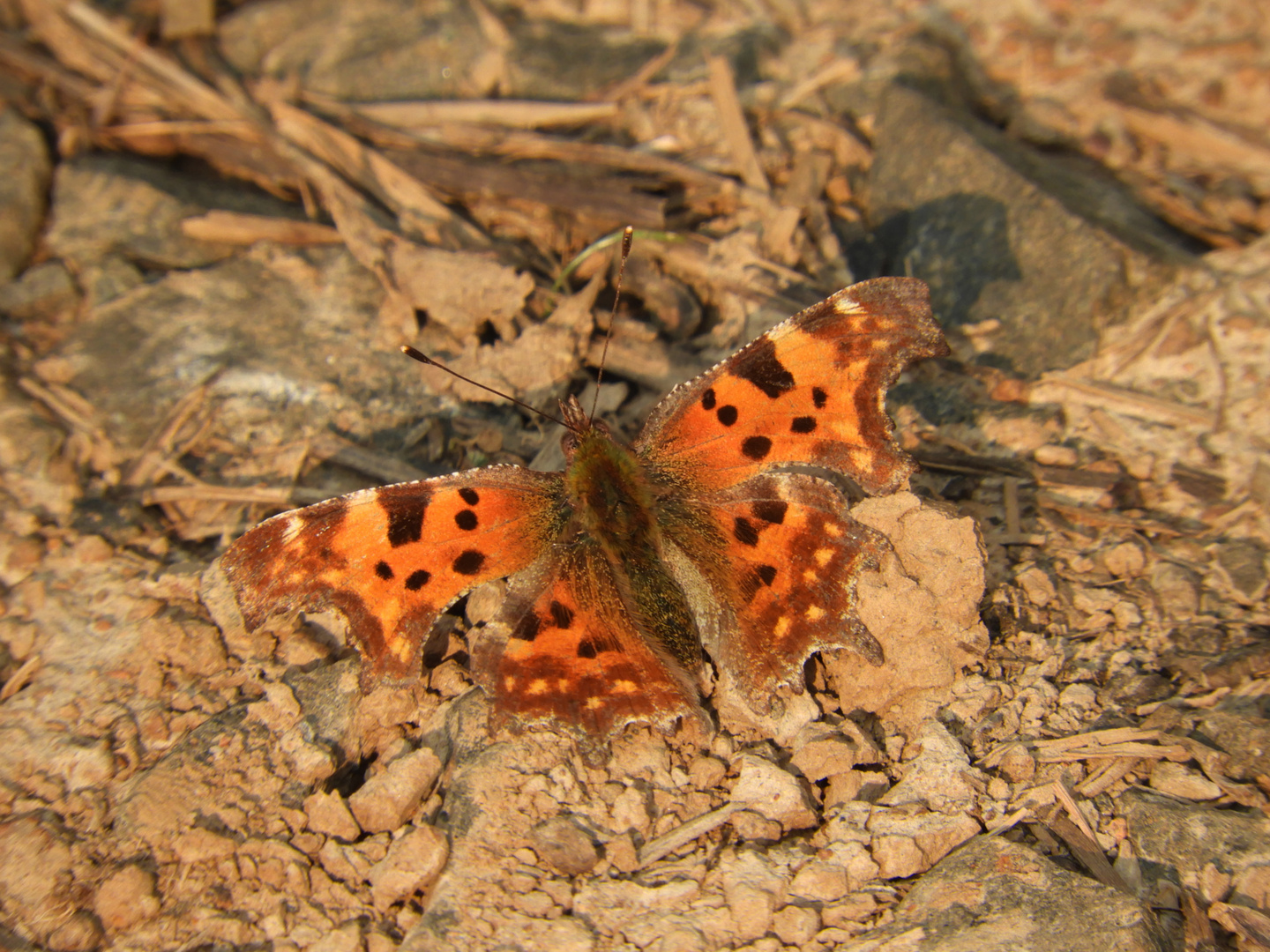 C-Falter Foto & Bild | tiere, wildlife, schmetterlinge Bilder auf ...