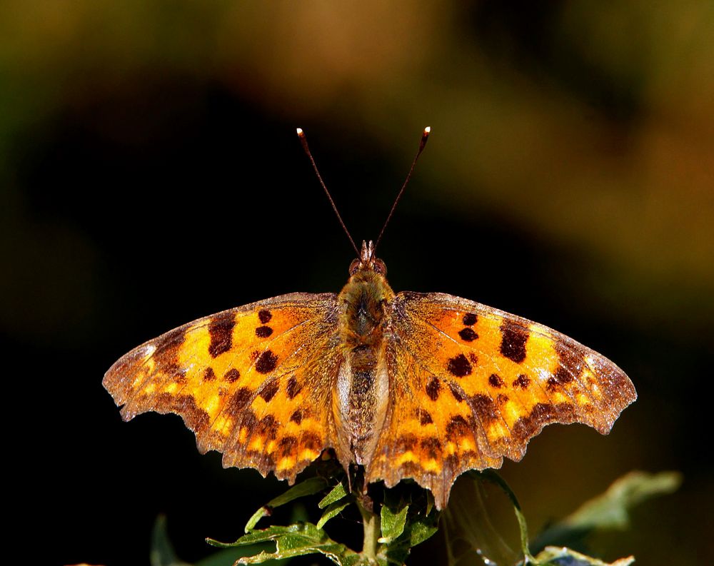 C- Falter... Foto & Bild | natur, herbst, insekten Bilder auf fotocommunity