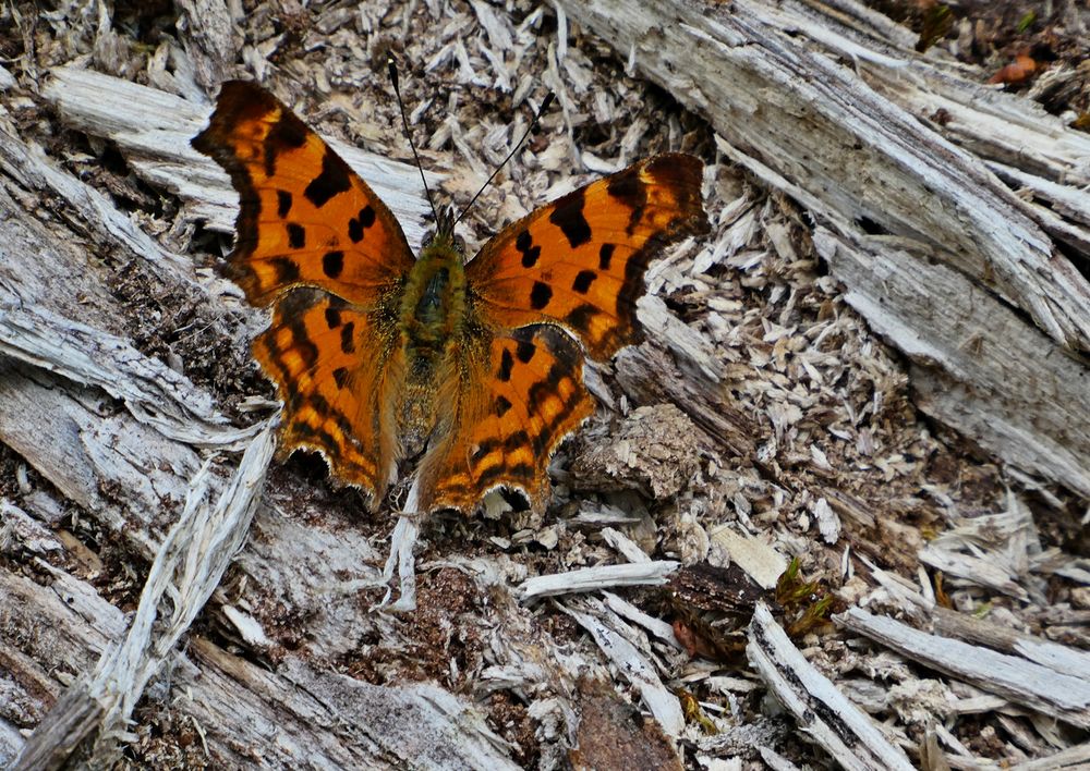 C-Falter Foto & Bild | natur, insekten, tiere Bilder auf fotocommunity