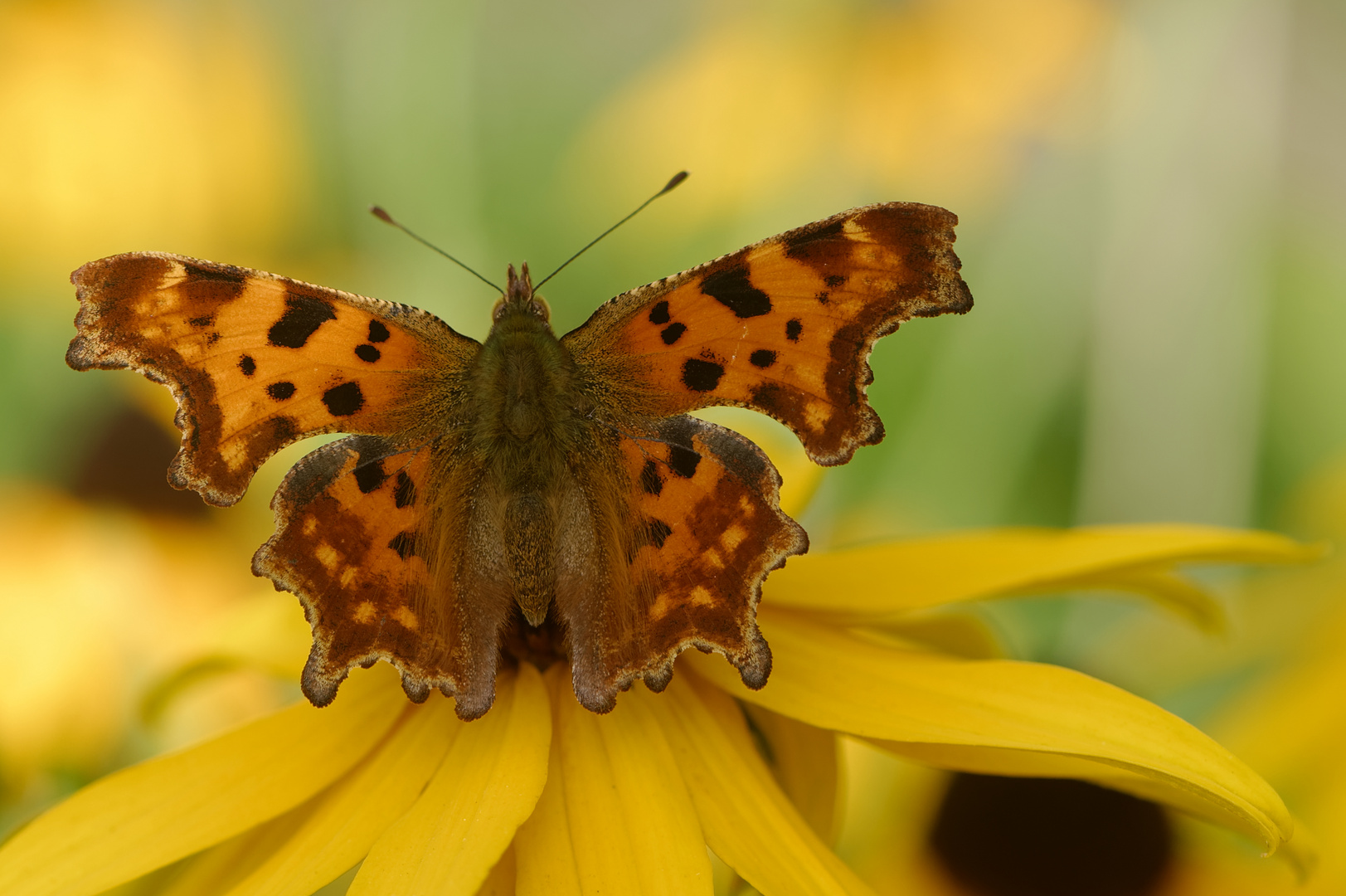 C-Falter Foto & Bild | makro, natur, insekten Bilder auf fotocommunity