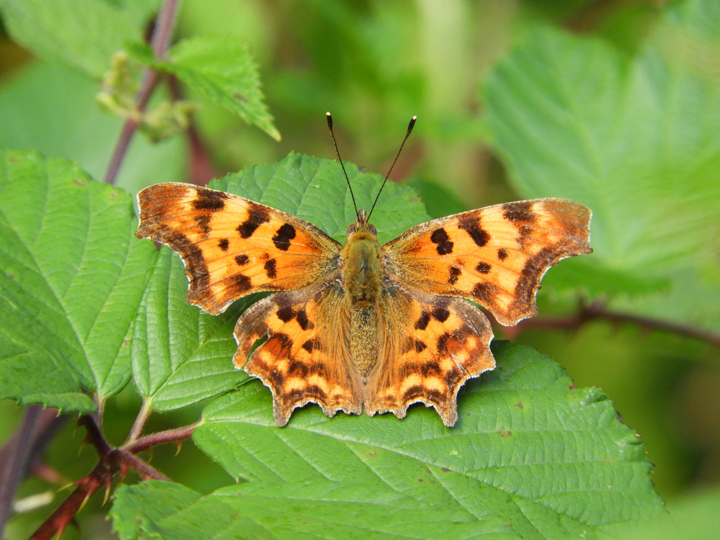 C-Falter Foto & Bild | tiere, wildlife, schmetterlinge Bilder auf ...