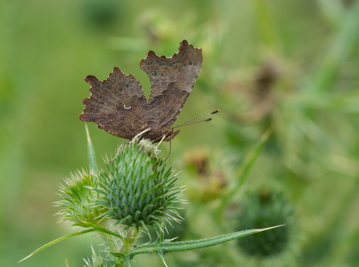 C-Falter Foto & Bild | natur, insekten, tiere Bilder auf fotocommunity