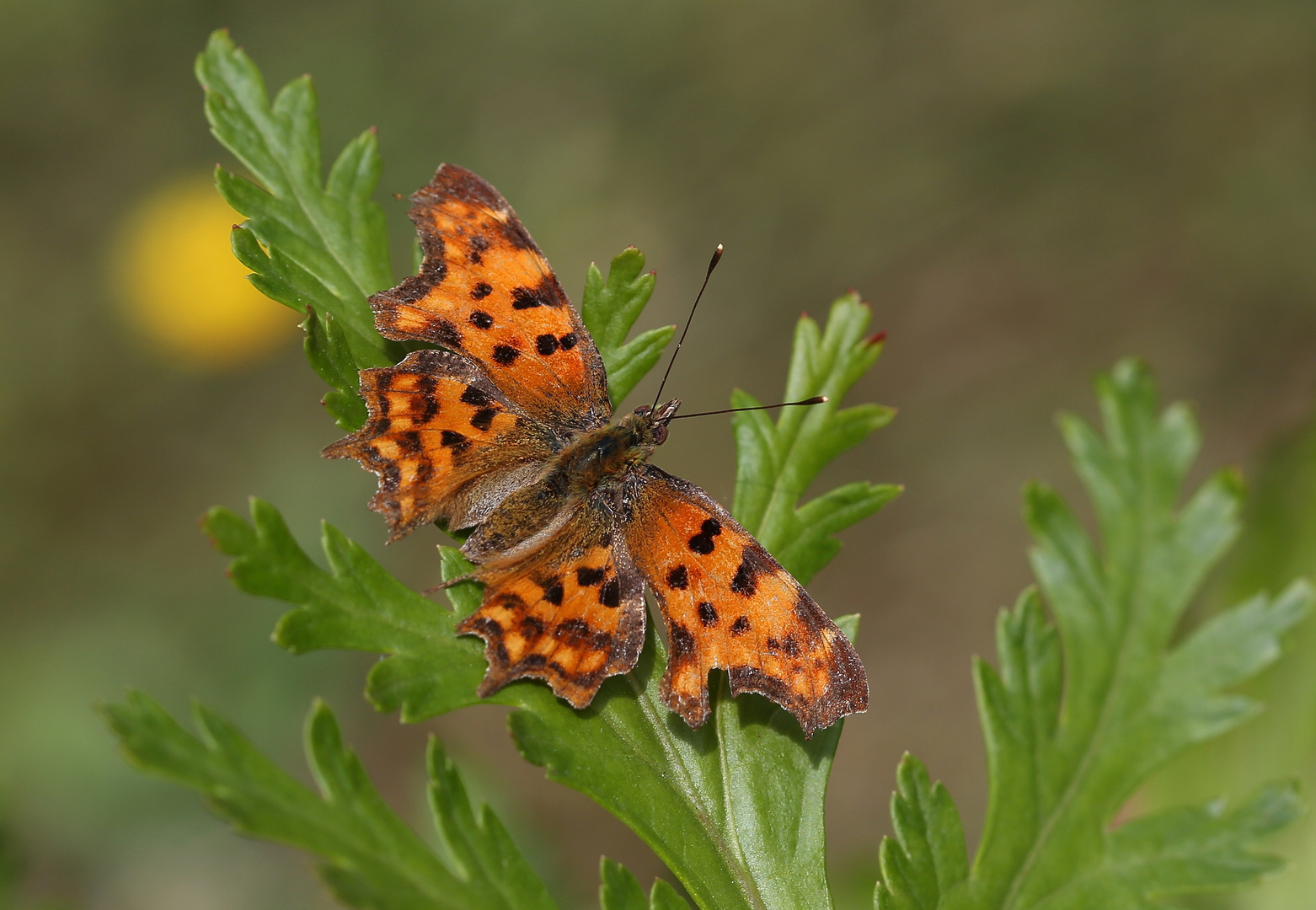 C-Falter Foto & Bild | makro, natur, insekten Bilder auf fotocommunity
