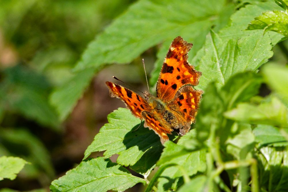 C Falter Foto & Bild | natur, tiere, wildlife Bilder auf fotocommunity