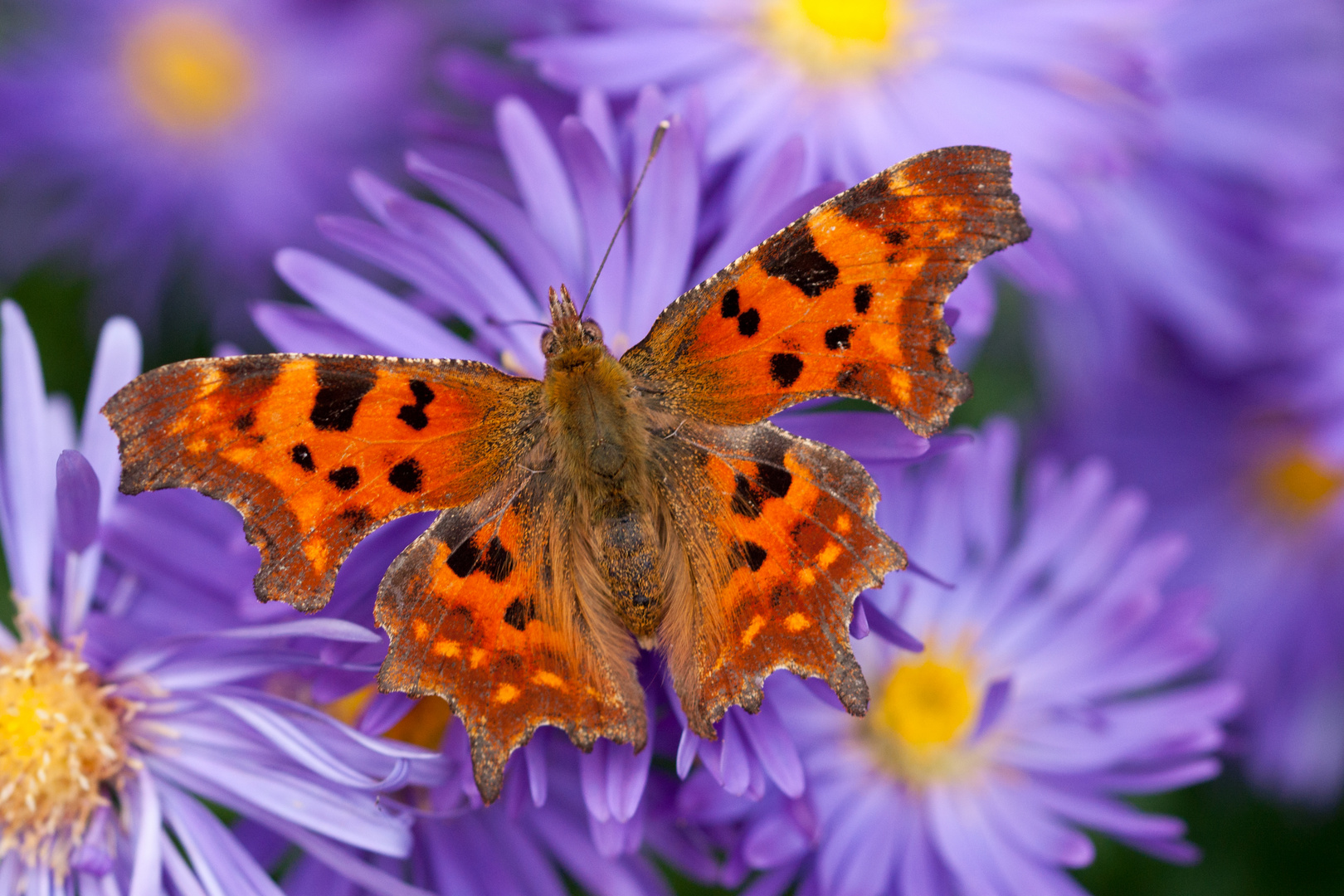 C-Falter Foto & Bild | tiere, wildlife, schmetterlinge Bilder auf ...