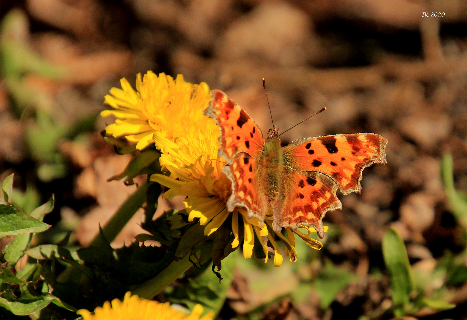 C-Falter Foto & Bild | natur, insekten, tiere Bilder auf fotocommunity