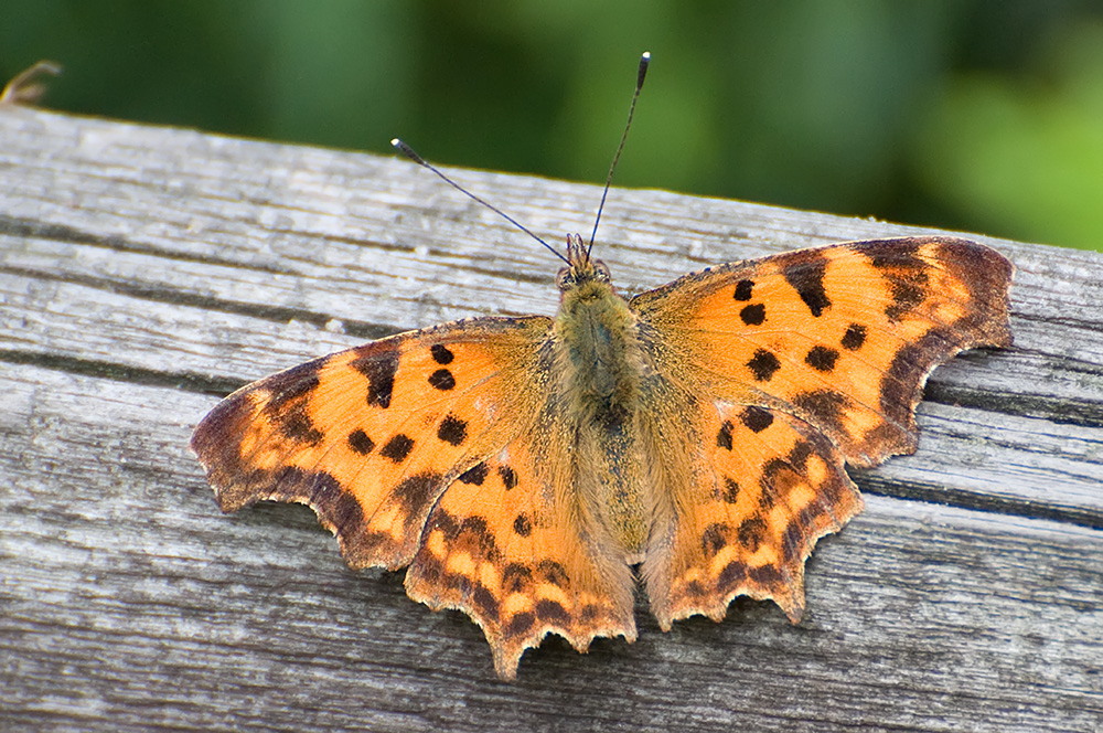 C-Falter Foto & Bild | insekten und spinnen Bilder auf fotocommunity