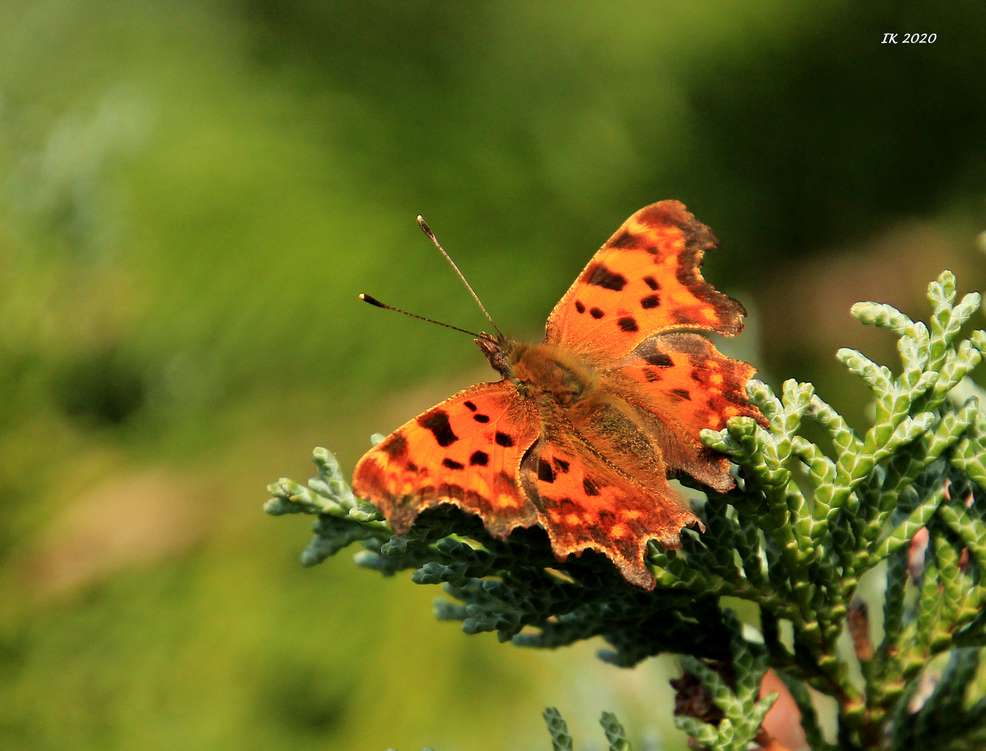 C-Falter Foto & Bild | tiere, wildlife, schmetterlinge Bilder auf ...
