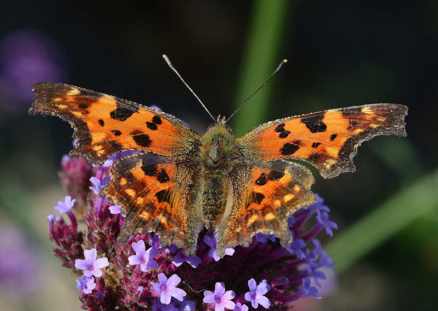 c falter Foto & Bild | tiere, wildlife, schmetterlinge Bilder auf ...