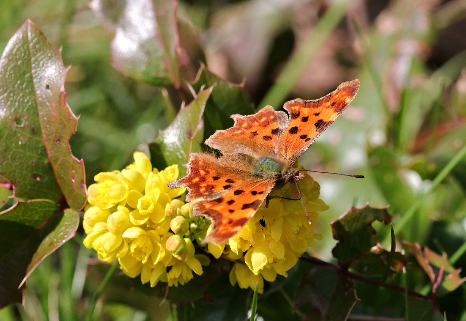 C-Falter Foto & Bild | tiere, wildlife, schmetterlinge Bilder auf ...