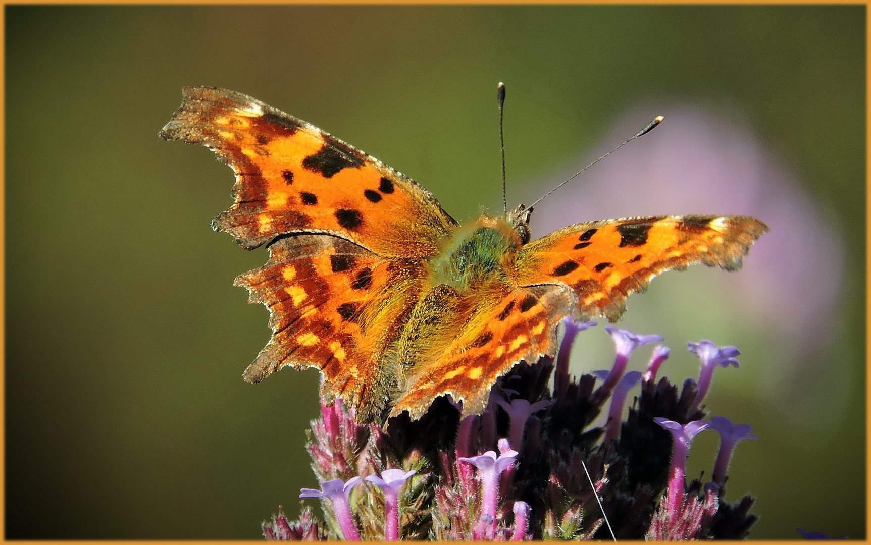 C - Falter Foto & Bild | tiere, wildlife, schmetterlinge Bilder auf ...