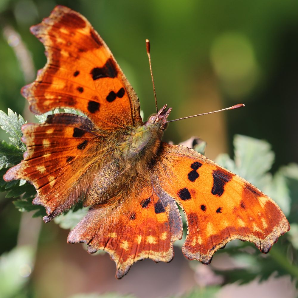 C-Falter Foto & Bild | tiere, wildlife, schmetterlinge Bilder auf ...