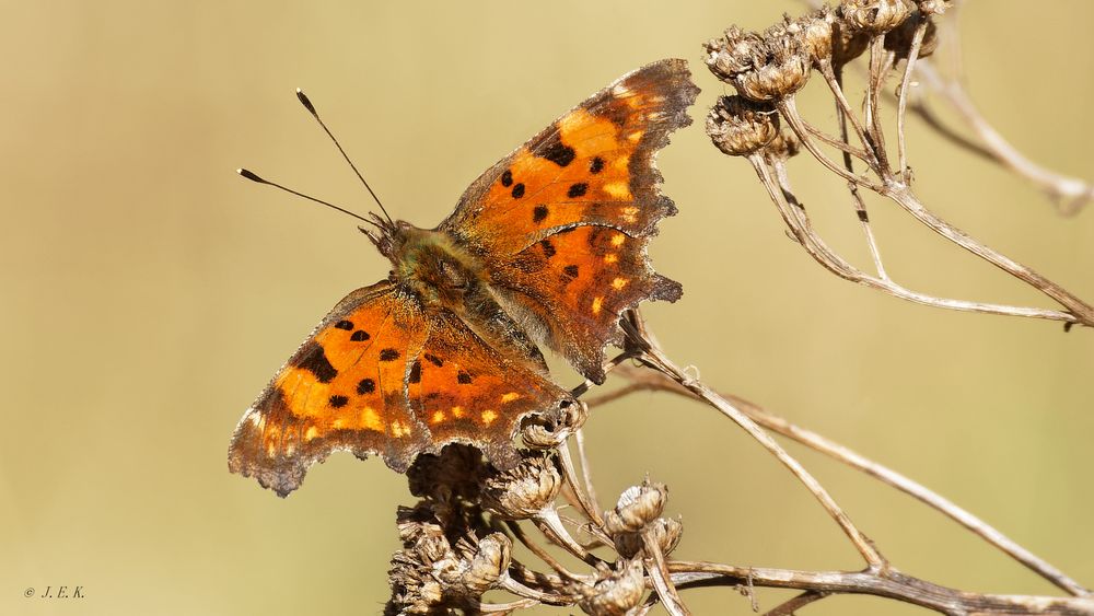 C - Falter Foto & Bild | insekten, schmetterlinge, tagfalter Bilder auf ...