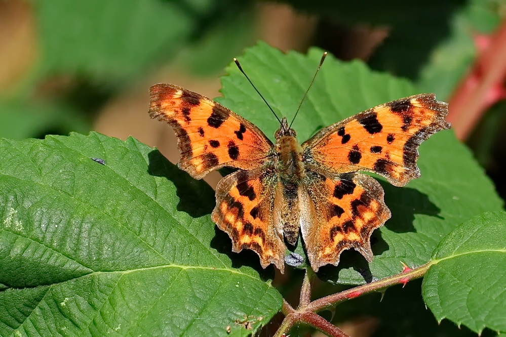 C-Falter am Waldrand Foto & Bild | fotos, orange, natur Bilder auf ...