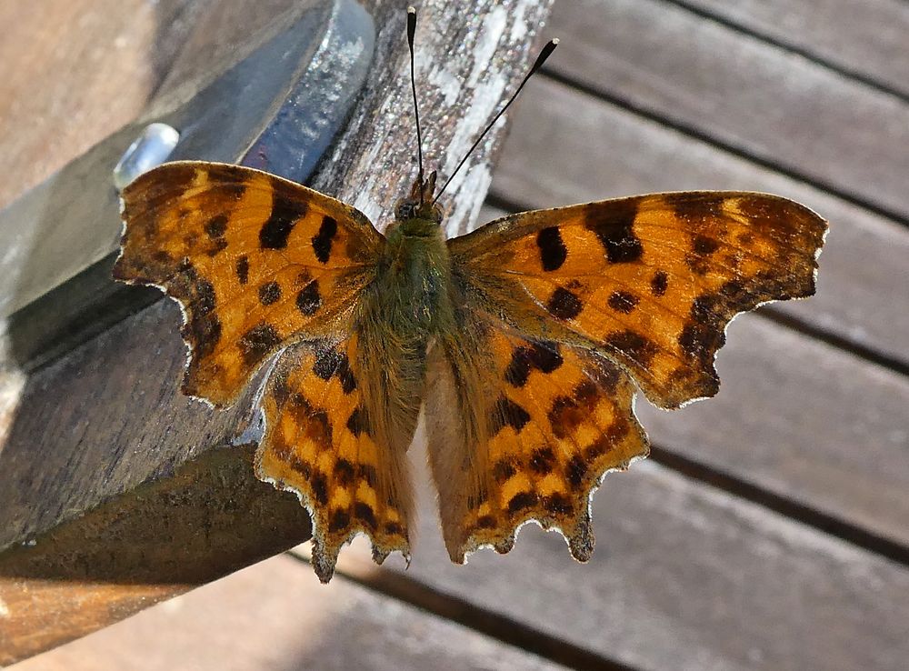 C-Falter auf einer Bank Foto & Bild | natur, insekten, tiere Bilder auf ...