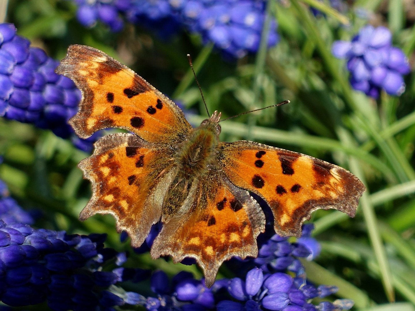 C-Falter auf Perlhyazinthe Foto & Bild | spezial, natur, pflanzen ...