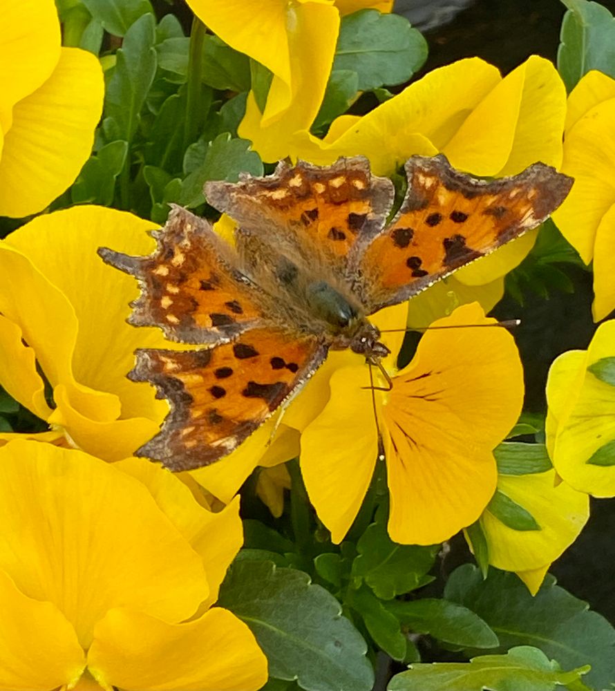 C-Falter auf Stiefmütterchen Foto & Bild | frühling, natur, niederrhein ...