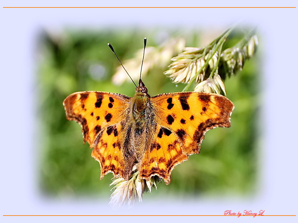 C-Falter Foto & Bild | tiere, wildlife, schmetterlinge Bilder auf ...