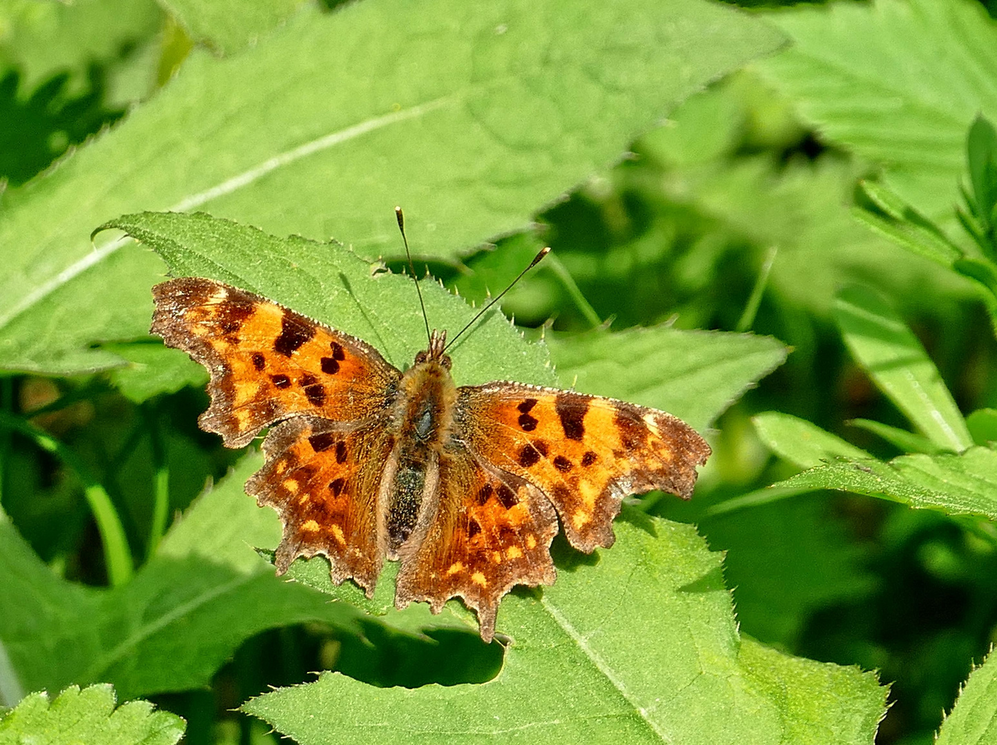C-Falter Foto & Bild | wald, frühling, insekten Bilder auf fotocommunity