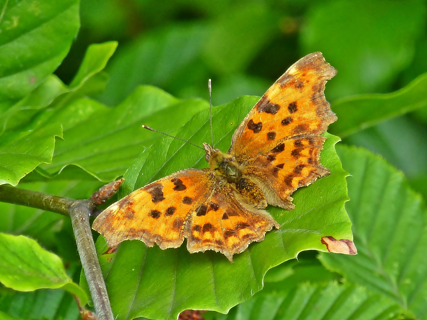 C-Falter Foto & Bild | falter, makro, natur Bilder auf fotocommunity
