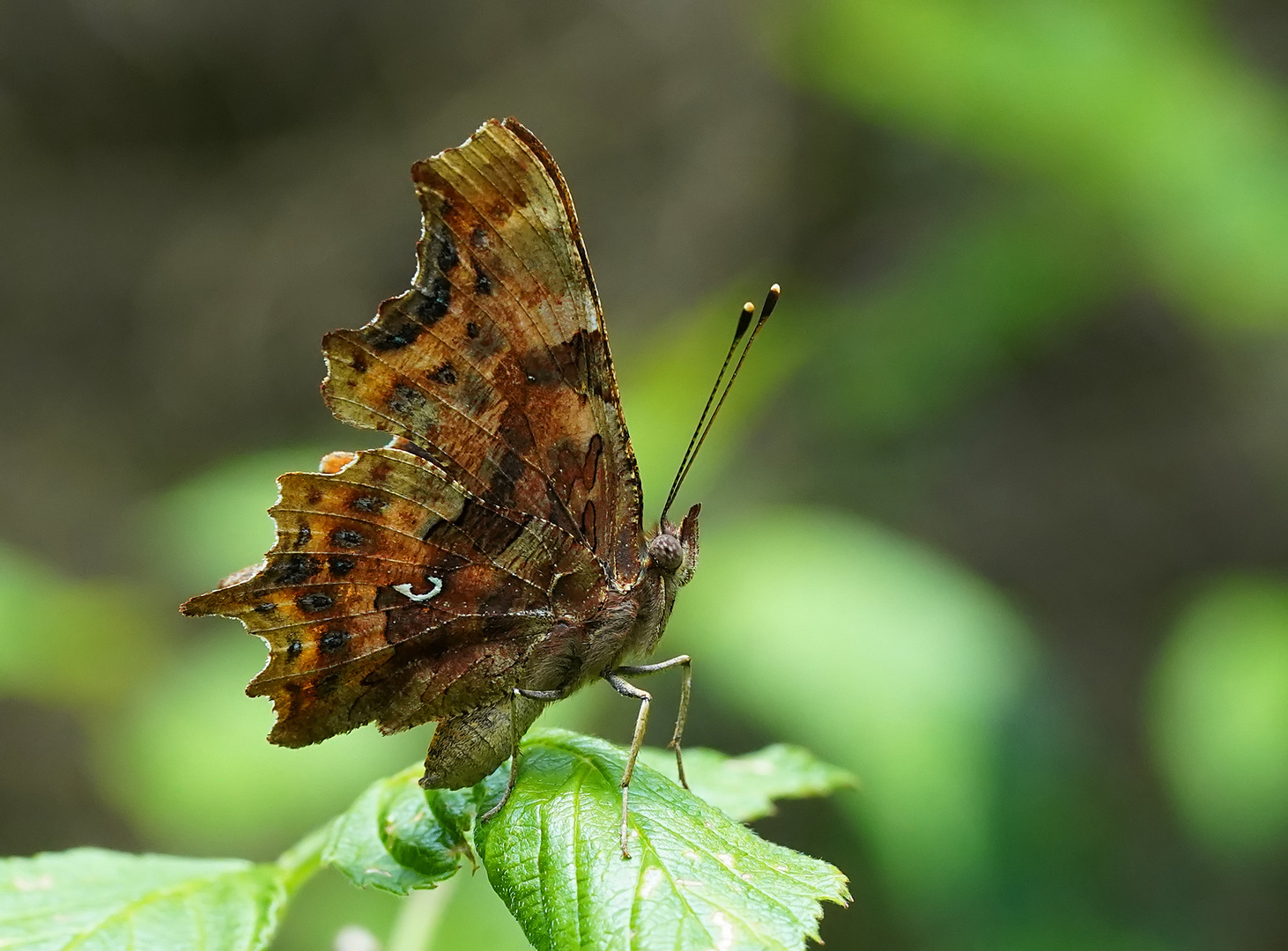 C-Falter Foto & Bild | tiere, wildlife, schmetterlinge Bilder auf ...