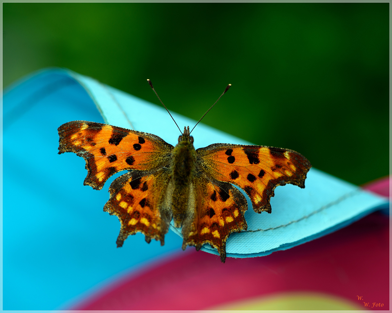 C-Falter Foto & Bild | natur, schmetterling, tiere Bilder auf fotocommunity