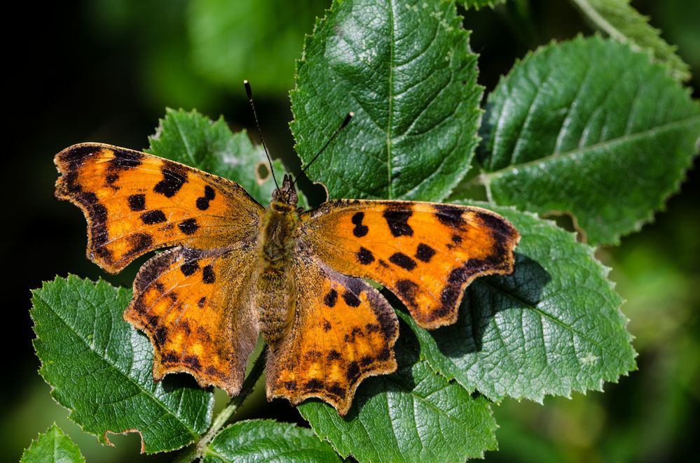 C-Falter Foto & Bild | tiere, natur Bilder auf fotocommunity