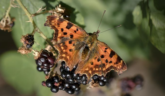 Insekten Bilder & Fotos